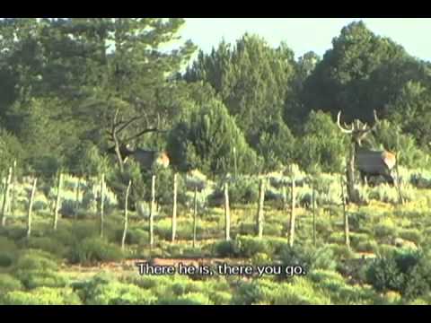 John Koster Monster Bull Elk