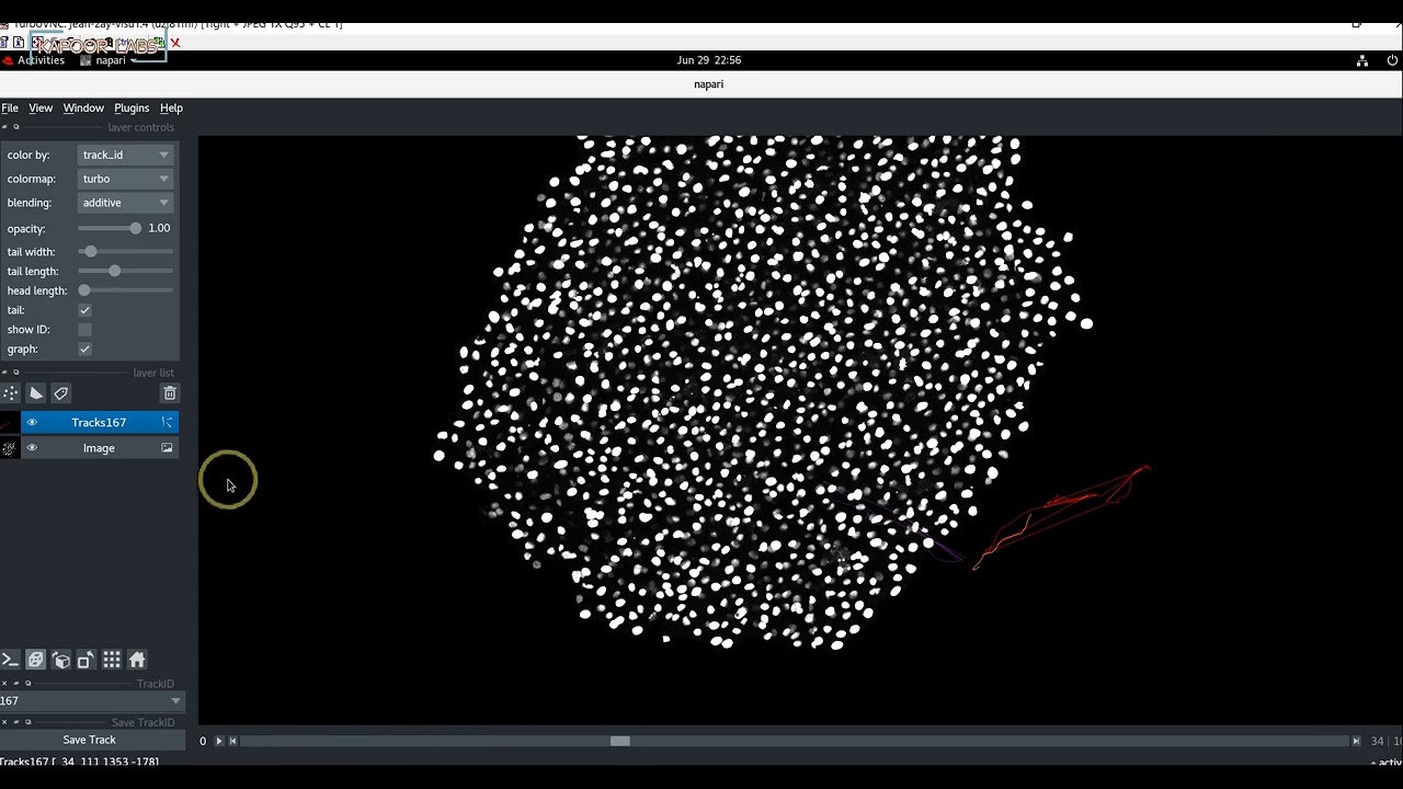 TrackMate visualization vs Napari Tracks Layer in NapaTrackMater