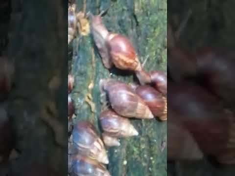 Trinidad Agronomist Michael Baboolal. Giant African snail Control.