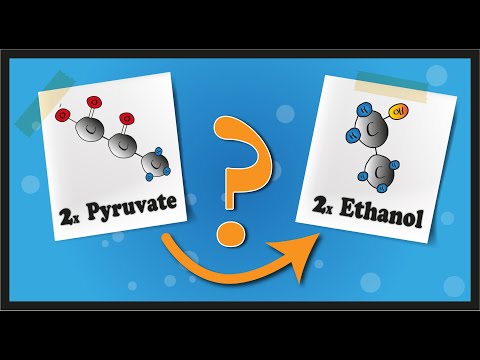 Anaerobic Respiration Ethanol Fermentation Pathway | A Level Biology