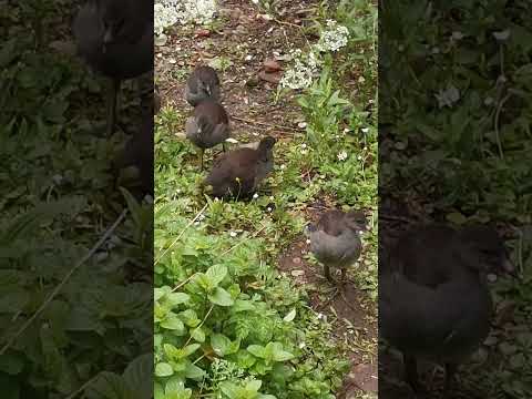 Moorhen and Coots