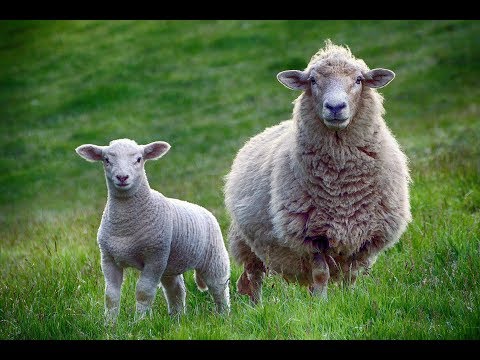 13 Surprising Facts About Sheep