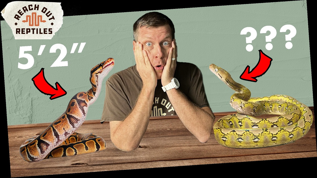 Ball Pythons VS Super Dwarfs | SIZE & WEIGHT COMPARISON