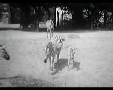 Who's new at the zoo?