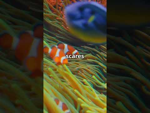 Top 3 SYMBIOTIC RELATIONSHIPS in NATURE #nature #naturelover #animals #youtubeshorts #animal