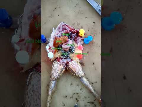 different internal Parts of frogs 🐸 | class 11th practical