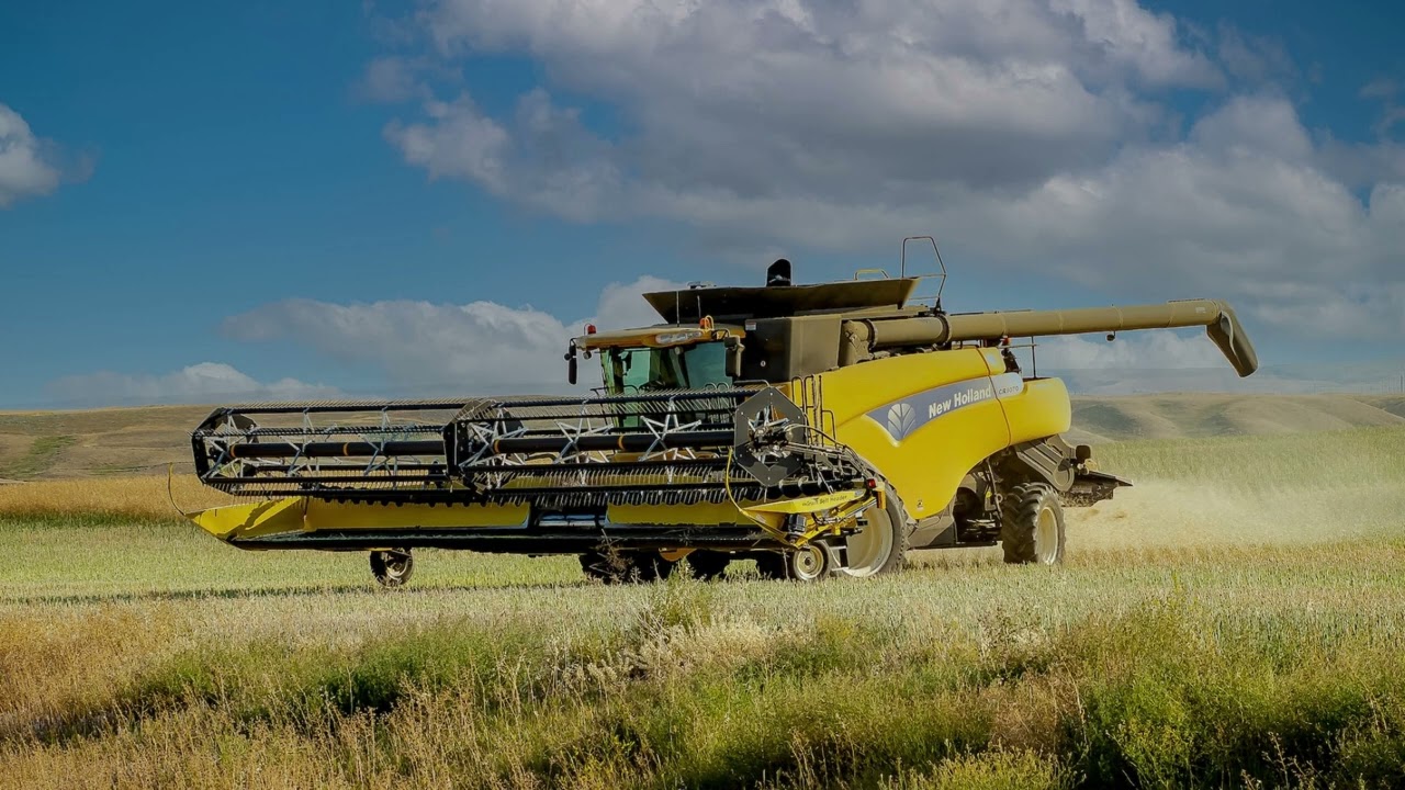 Rice vs Wheat vs Millets - Which is Healthier?