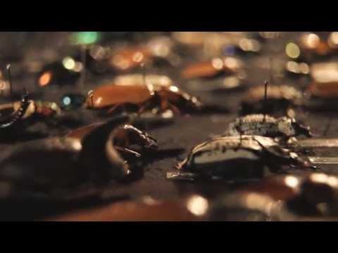1KITE: Resolving the Evolution of Insects