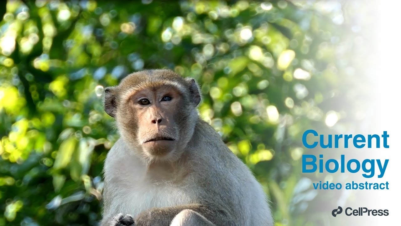 Neurons in the visual cortex look outside the box / Curr. Biol., Aug. 28, 2023 (Vol. 33, Issue 18)