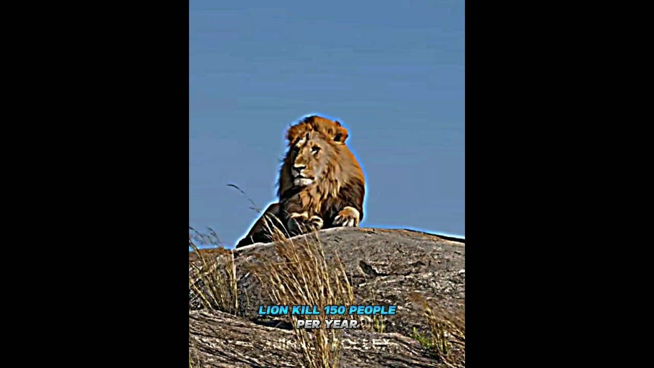 Those who know 💀 #shorts #edit #shortsfeed #shortsvideo #lion #tiger #liontiger #trending