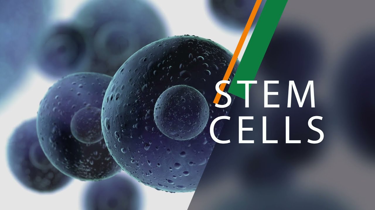 Stem Cells