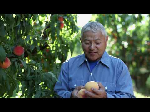 David Mas Masumoto's California Peach Orchard