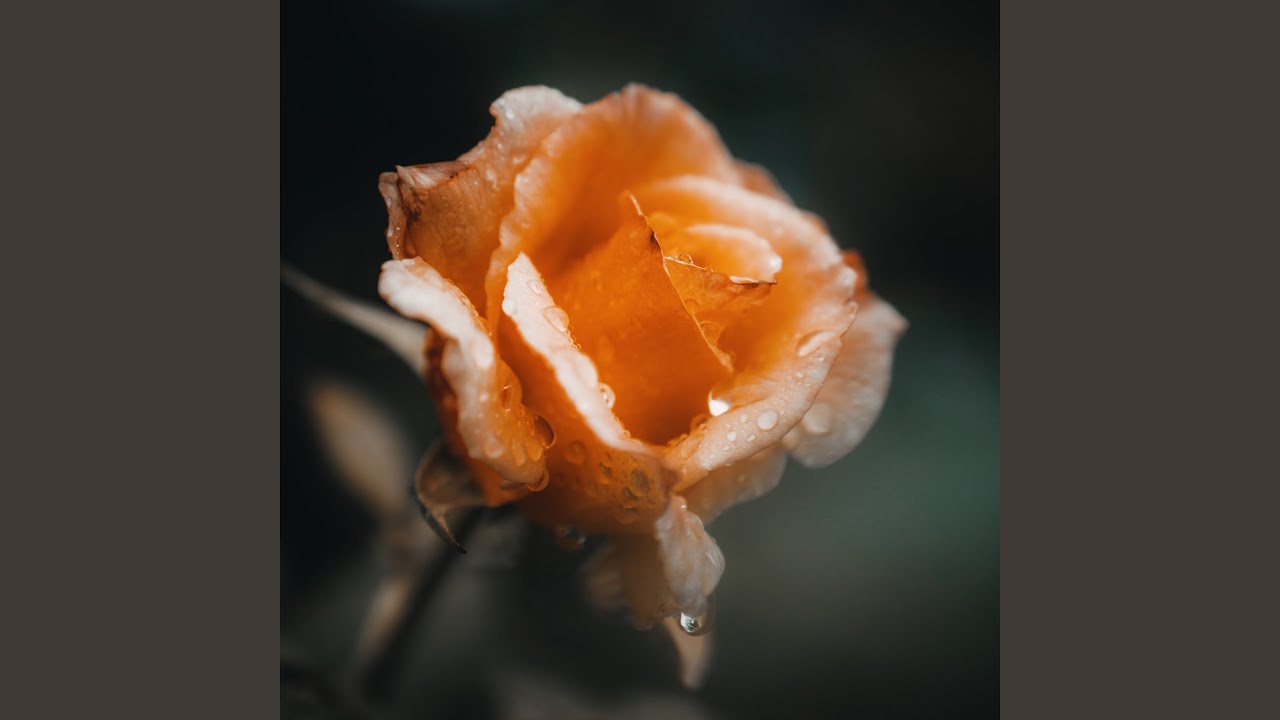 Lost in Reverie