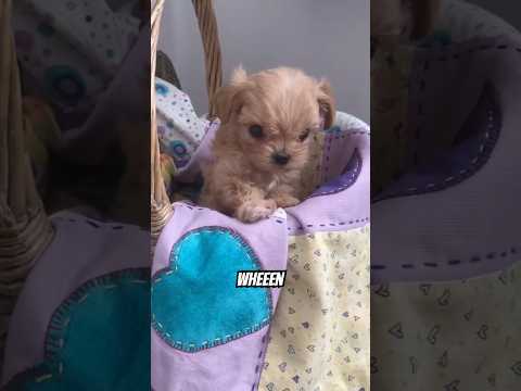 PURE CHEEKINESS🐵#puppy #puppies #shorts #dogs #pets #maltipoo #puppyvideos #cute