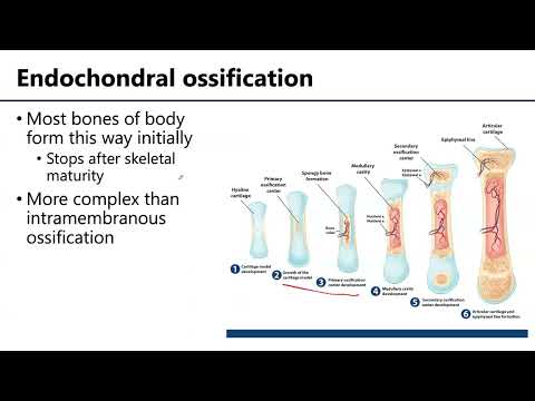 MSK1: Bone Formation, Growth, & Remodeling