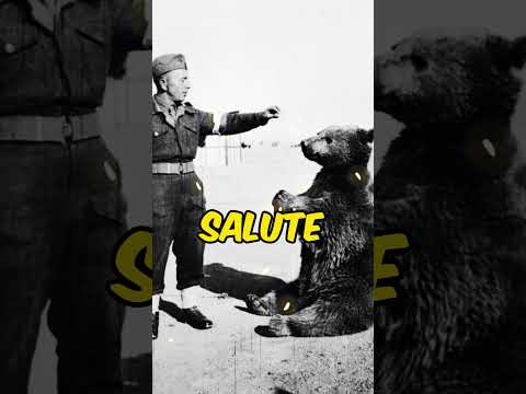 Rare and Weird Facts About World War 2 #shorts #history