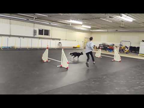 Merlin rear cross in action (5mo old 1/24)