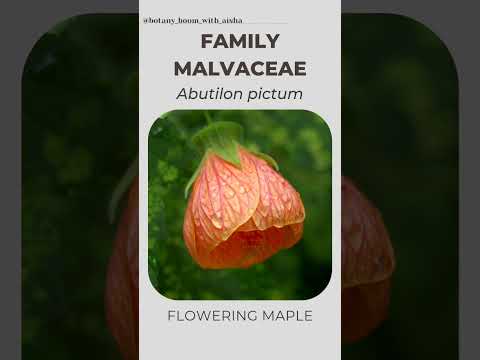 Abutilon pictum, a member of Mallow family Malvaveae #botany #angiosperms #floweringplants #abutilon