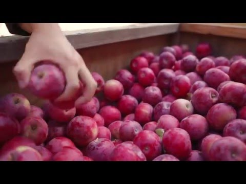Makin' Cider