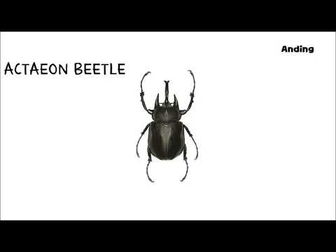 Anding: Giant Insects - Picture Play