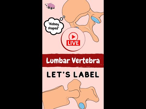Lumbar Vertebrae - Let's Label (Anatomy) #shorts