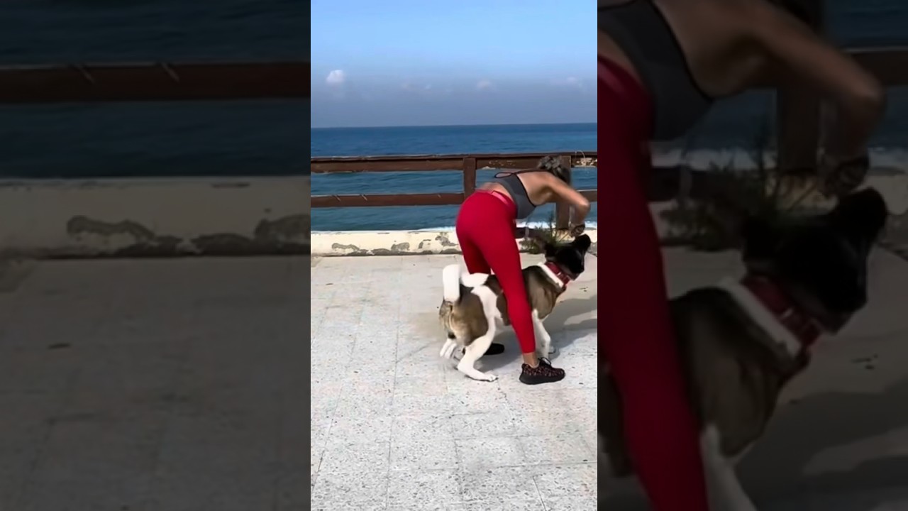 Akita Funny- Unleashing Fun with a Girl and her Spirited Canine Companion