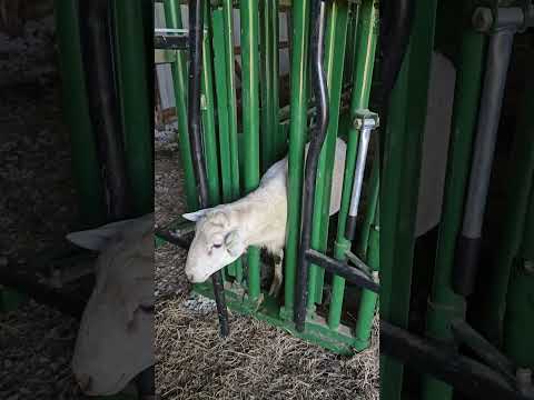 Ram Caught in the Cattle Chute