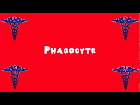 Pronounce Medical Words ― Phagocyte