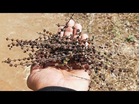 Nature's Art: Unique Textures Found in Nature | Eco-Friendly Texture Art