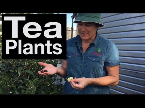 Growing Tea Plants - A bit Slow in Australia (Camellia Sinensis)