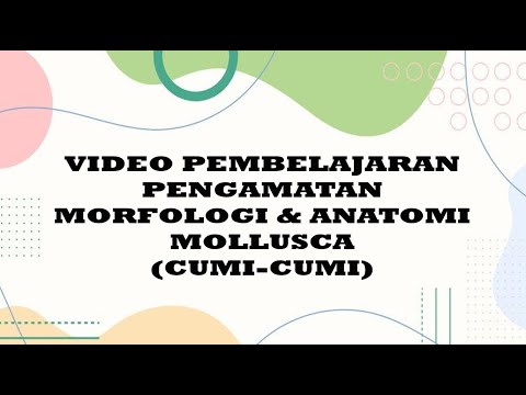 VIDEO PEMBELAJARAN PENGAMATAN MORFOLOGI & ANATOMI MOLLUSCA (CUMI-CUMI)