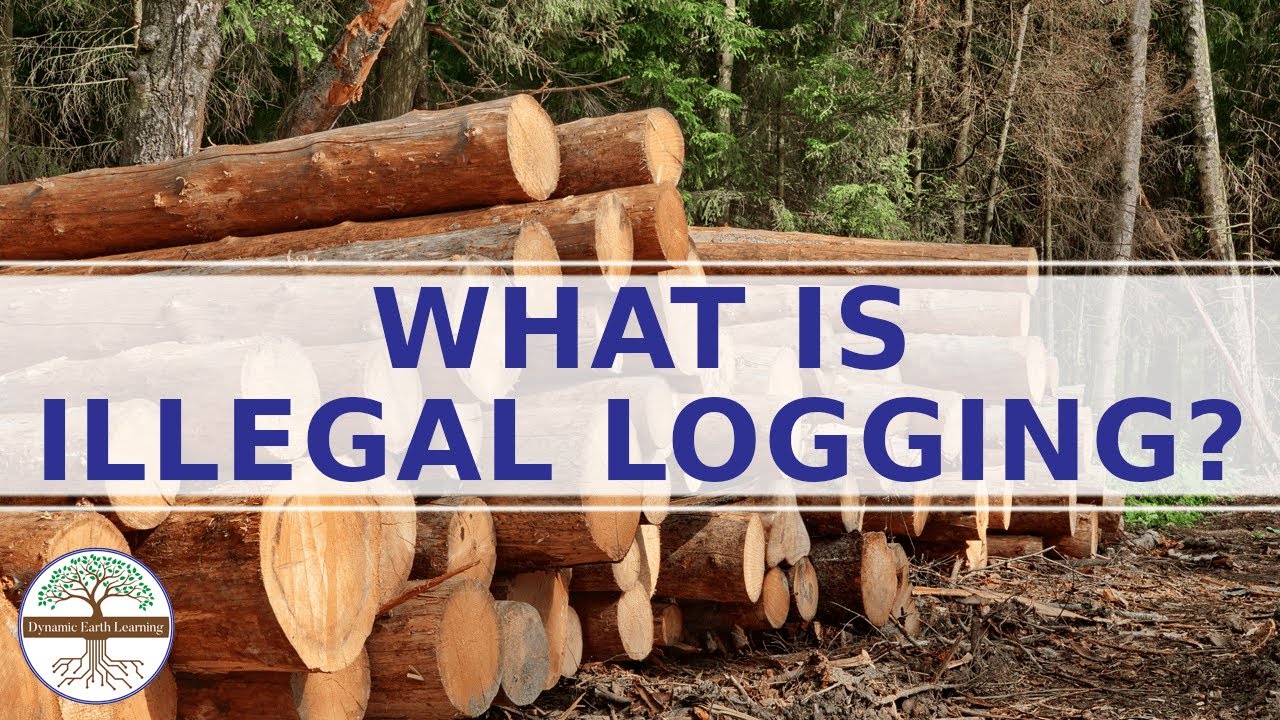 What is Illegal Logging? Why is Illegal Logging a Problem?