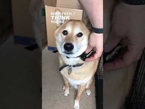 Dog translator!