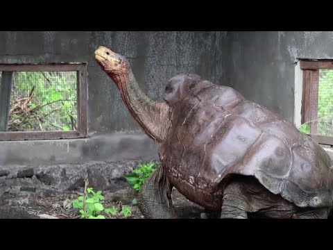 Galapagos giant tortoises go home after saving their species