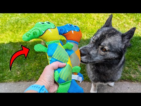 Review of Squeaky Floating Dog Toys for Summer Fun!