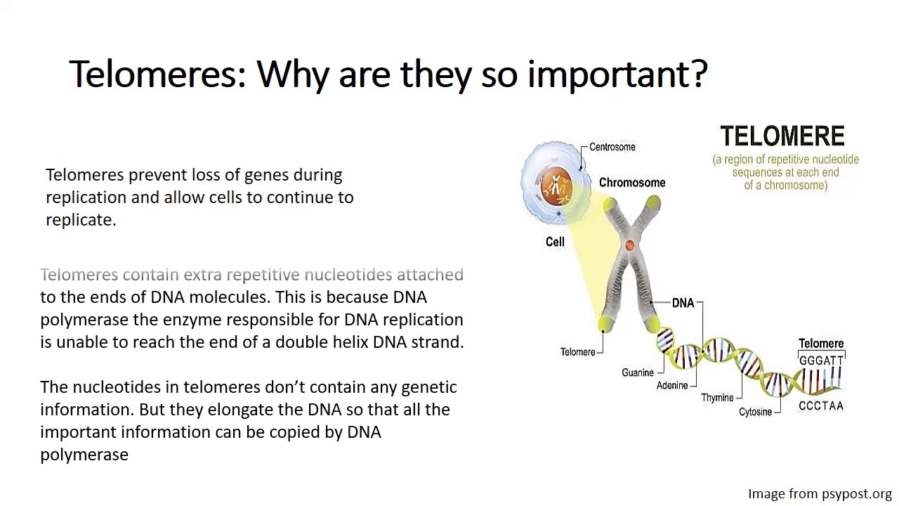 Chapter 5: The Mitotic Cell Cycle