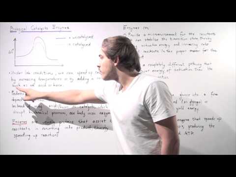 Biological Catalysts Enzymes