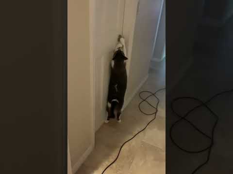 Smart Cat Knows How to Open Doors #cats #shortsfeed #youtubeshorts