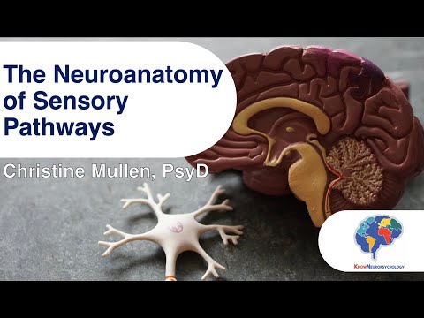 The Neuroanatomy of Sensory Pathways