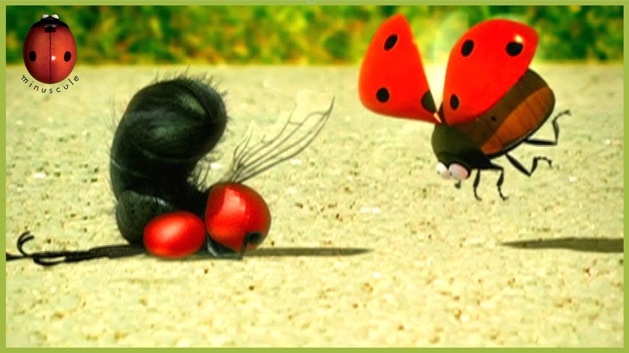 The Ladybug 🐞 Minuscule 🍃 60' Compilation