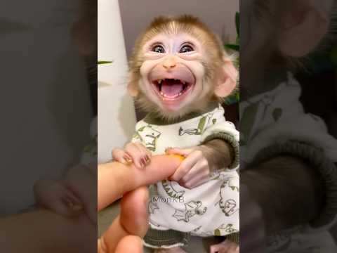 A baby monkey chowing down on something tasty and grinning is just so darn cute.🥰