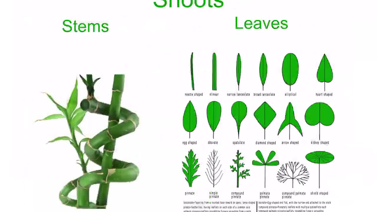 Chapter 23 Powerpoint