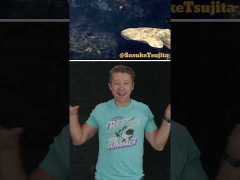 The Rare Japanese Angel Shark #shorts