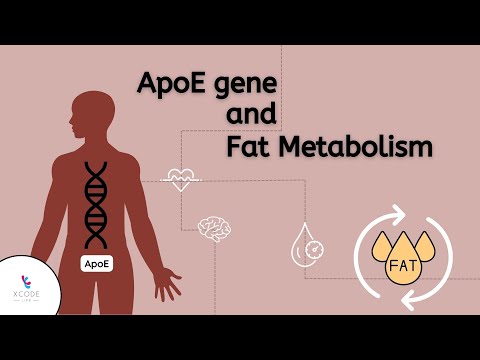 How Does The ApoE Gene Influence Fat Metabolism?