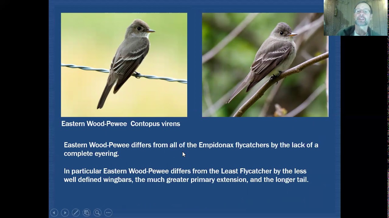 Mini-Tutorial: Early, Small Flycatchers
