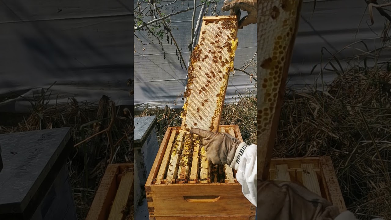 cuando puedo cosechar la miel de mis colmenas