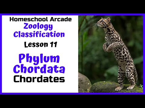 What are Chordates? | Phylum Chordata
