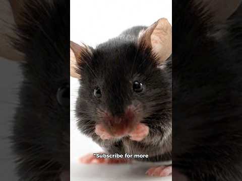 Transgenic Mice or Transgender Mice