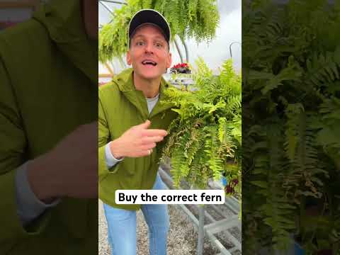You have to make sure you buy the right fern! #shorts