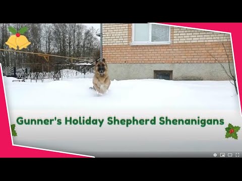 a STORY about Gunner's Holiday Shepherd Shenanigans and what that means for him